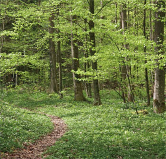 Die letzte Ruhe im Wald - waldwissen.net
