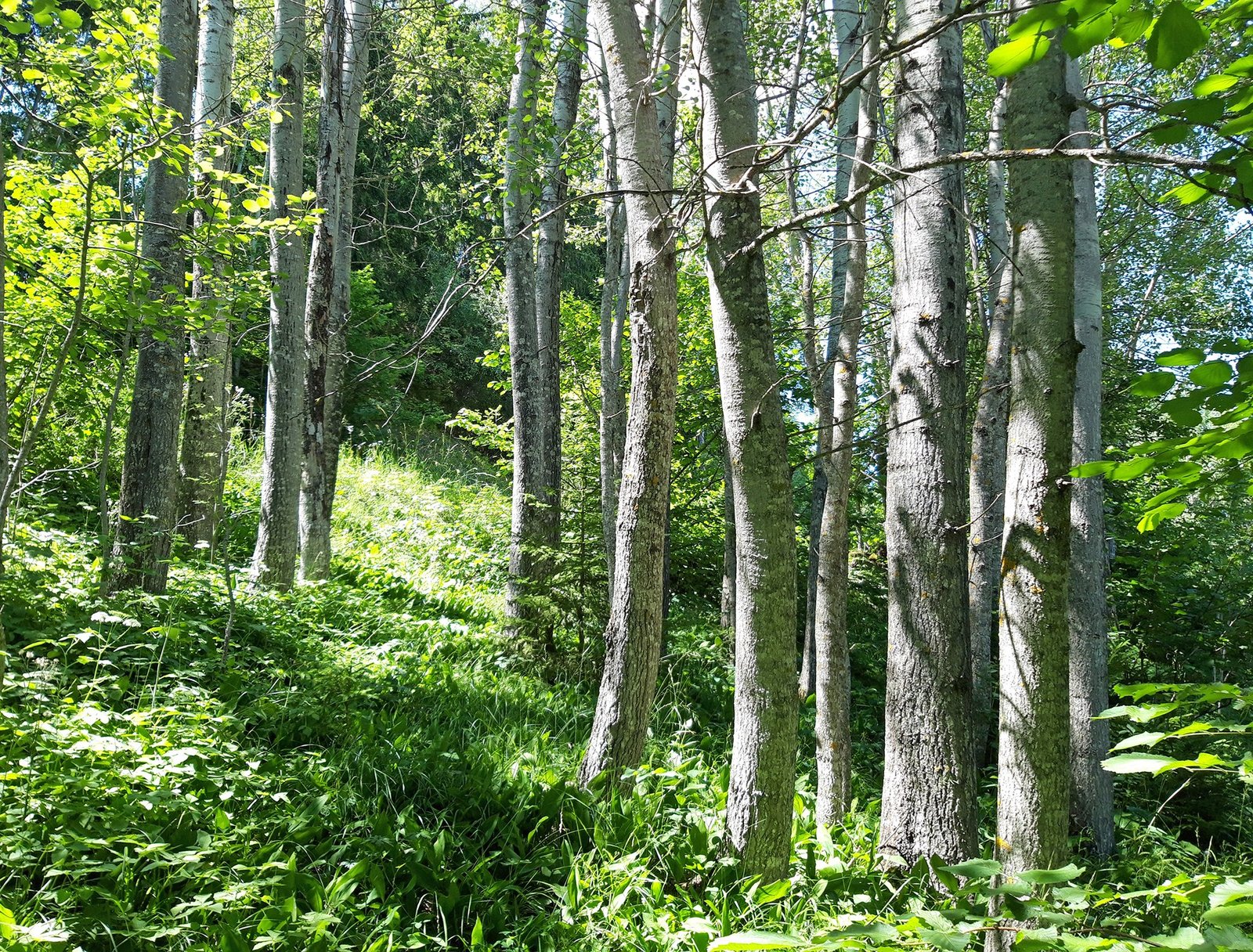 Le tremble – une essence pionnière à bon potentiel sylvicole ...