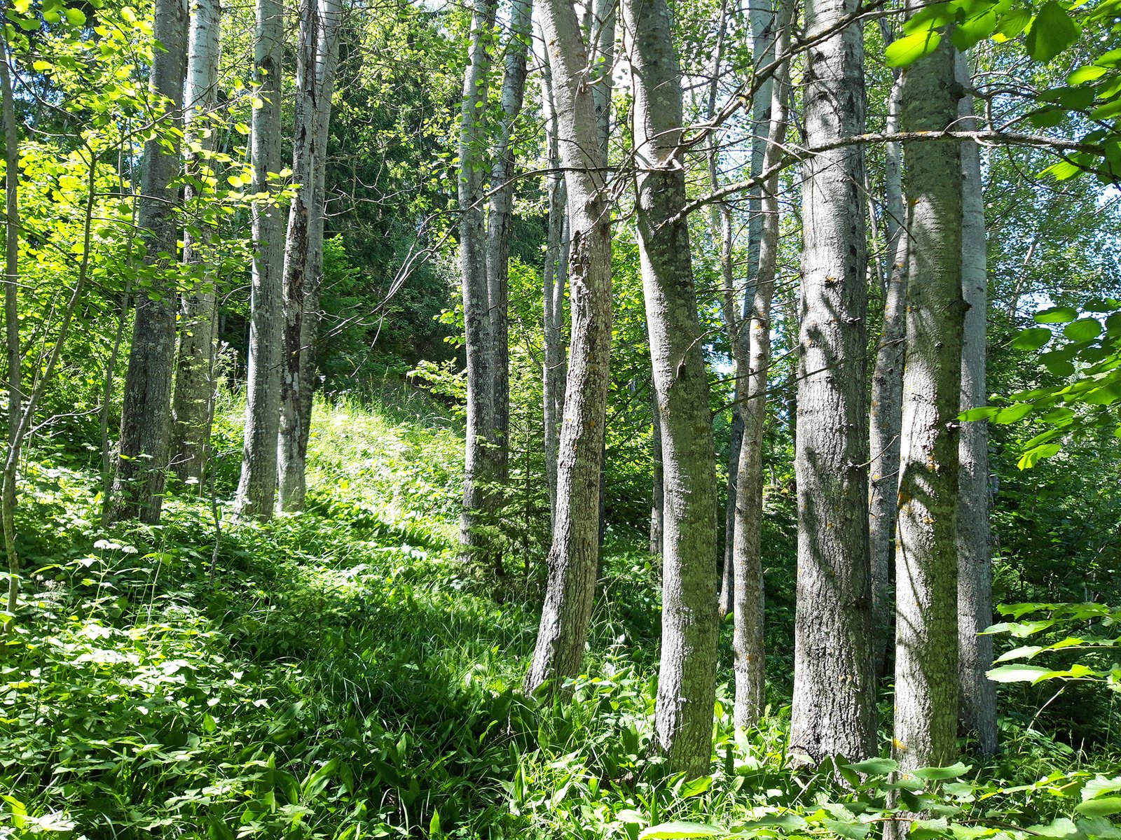 Il pioppo tremolo: una specie arborea pioniera con un potenziale ...