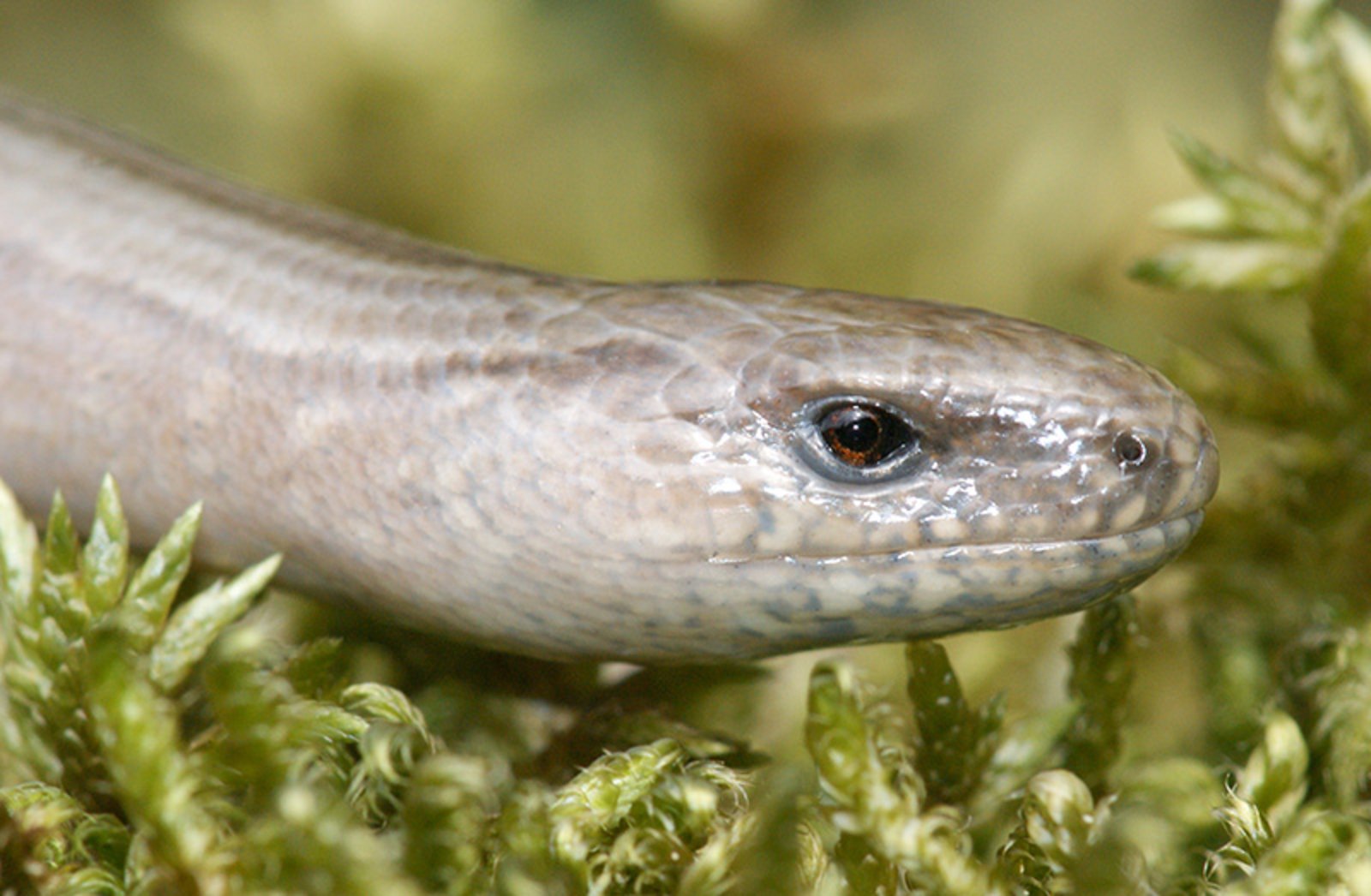 Die Blindschleiche *(Anguis fragilis)*