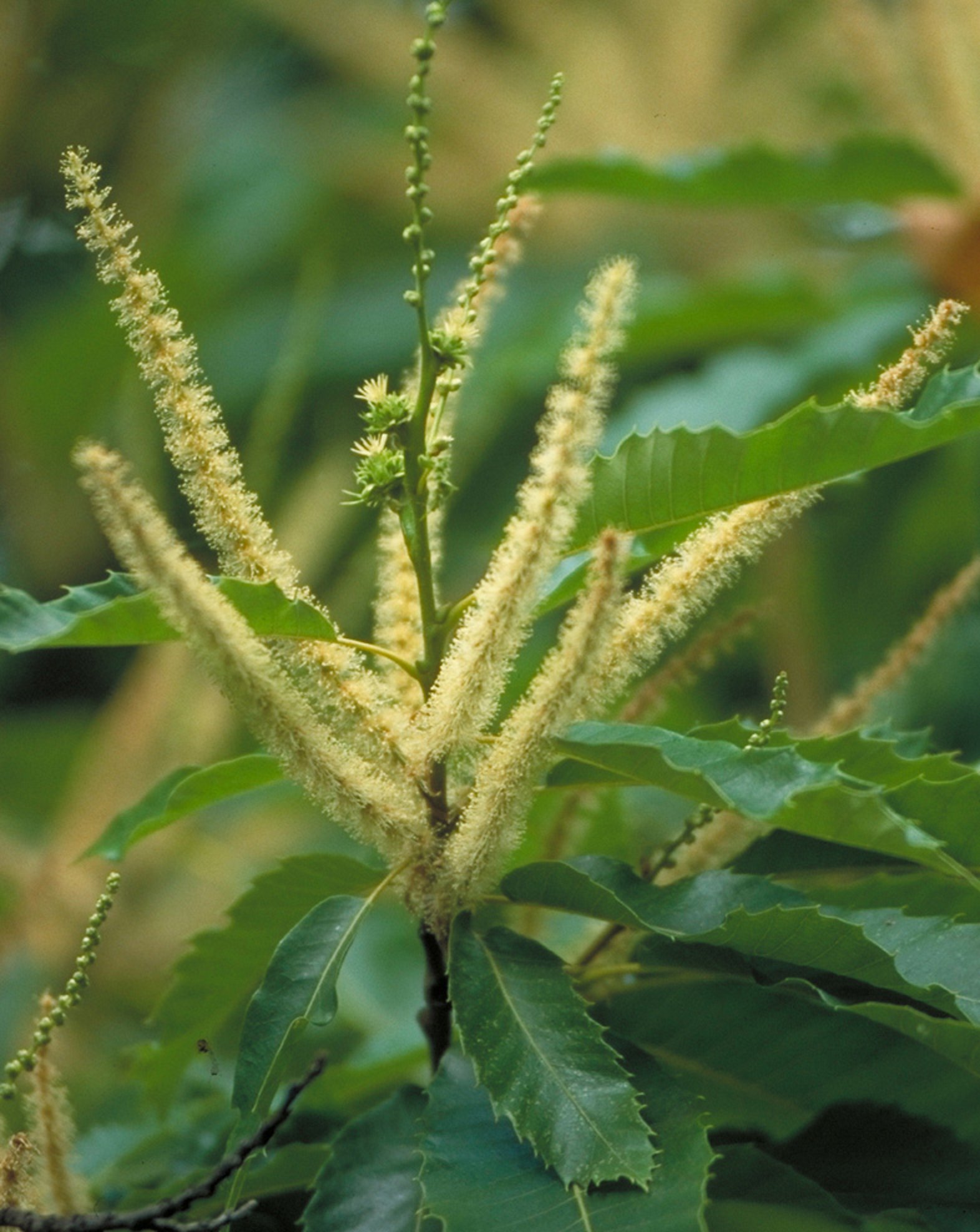 Blütenphänologie und Biologie der Edelkastanie - waldwissen.net
