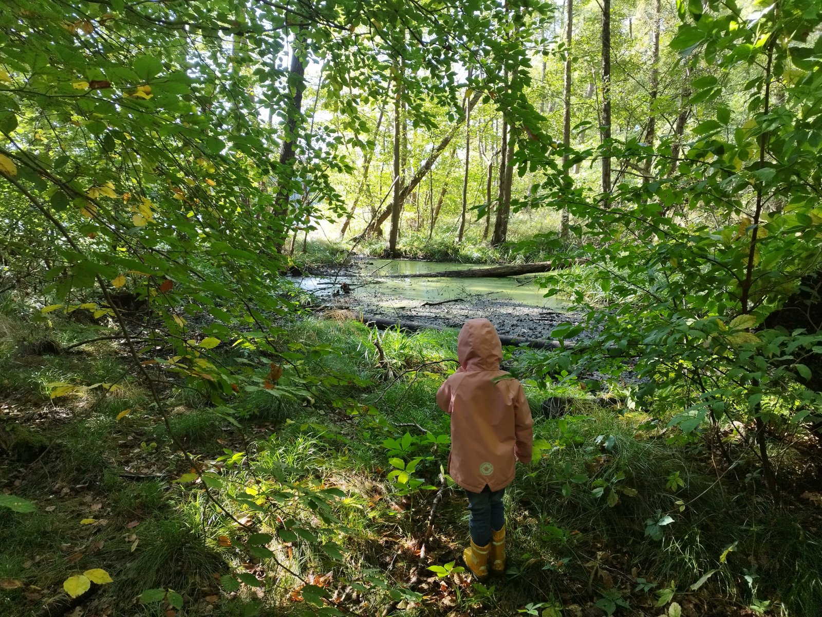 Wälder als Wassermanager – Im Spannungsfeld zwischen Kühlung und ...