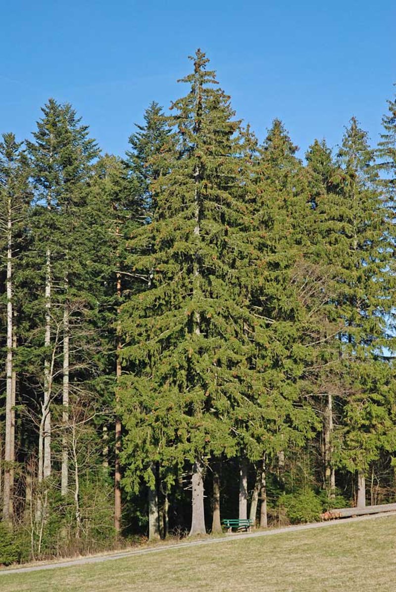 Die Fichte: Des einen Freud', des anderen Leid?