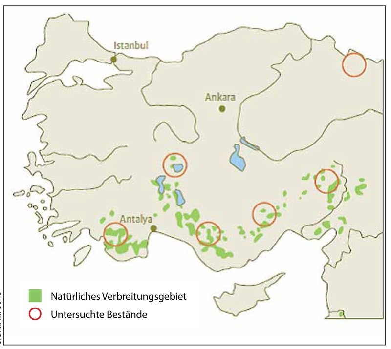 The cedar of Lebanon - a drought-tolerant tree species for dry sites ...