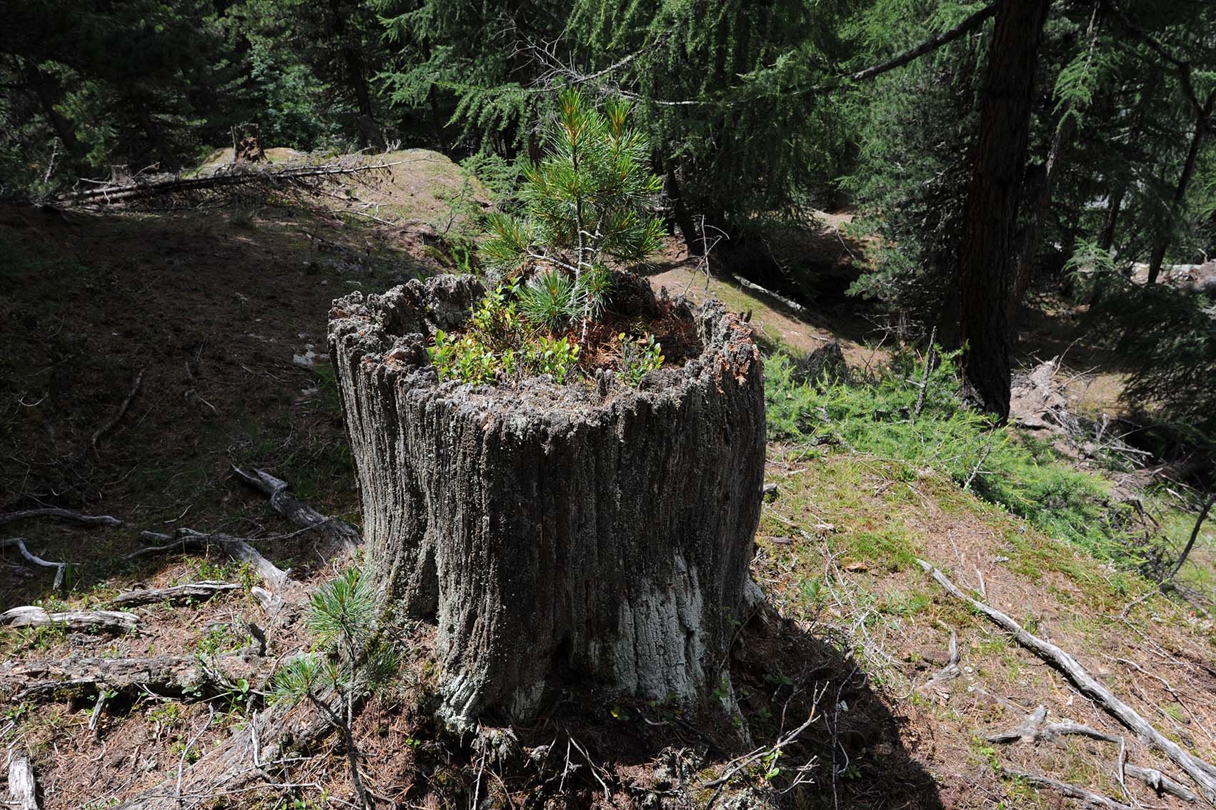 Der Aletschwald – auf dem Weg zum Naturwald - waldwissen.net