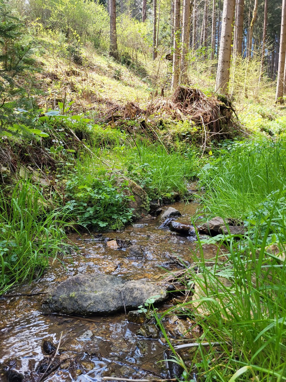 Biodiversität im Wirtschaftswald - waldwissen.net