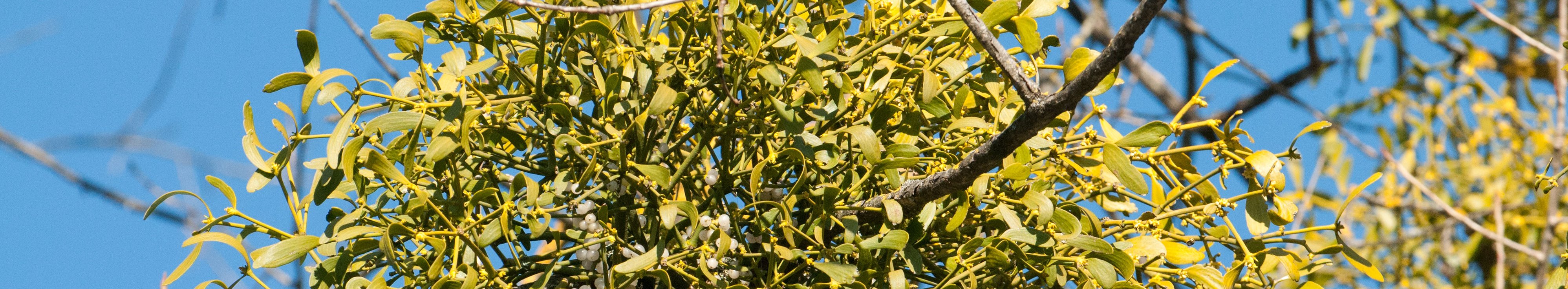 Waldschädlicher Schmarotzer mit Ertragsmöglichkeit