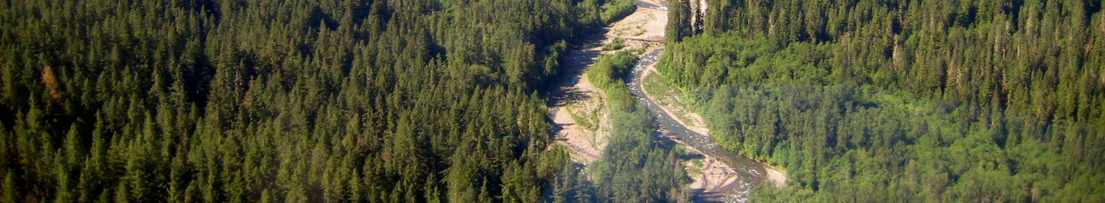 Im Ursprungsland der Douglasie