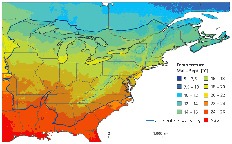 Red oak in comparison with "German" oak