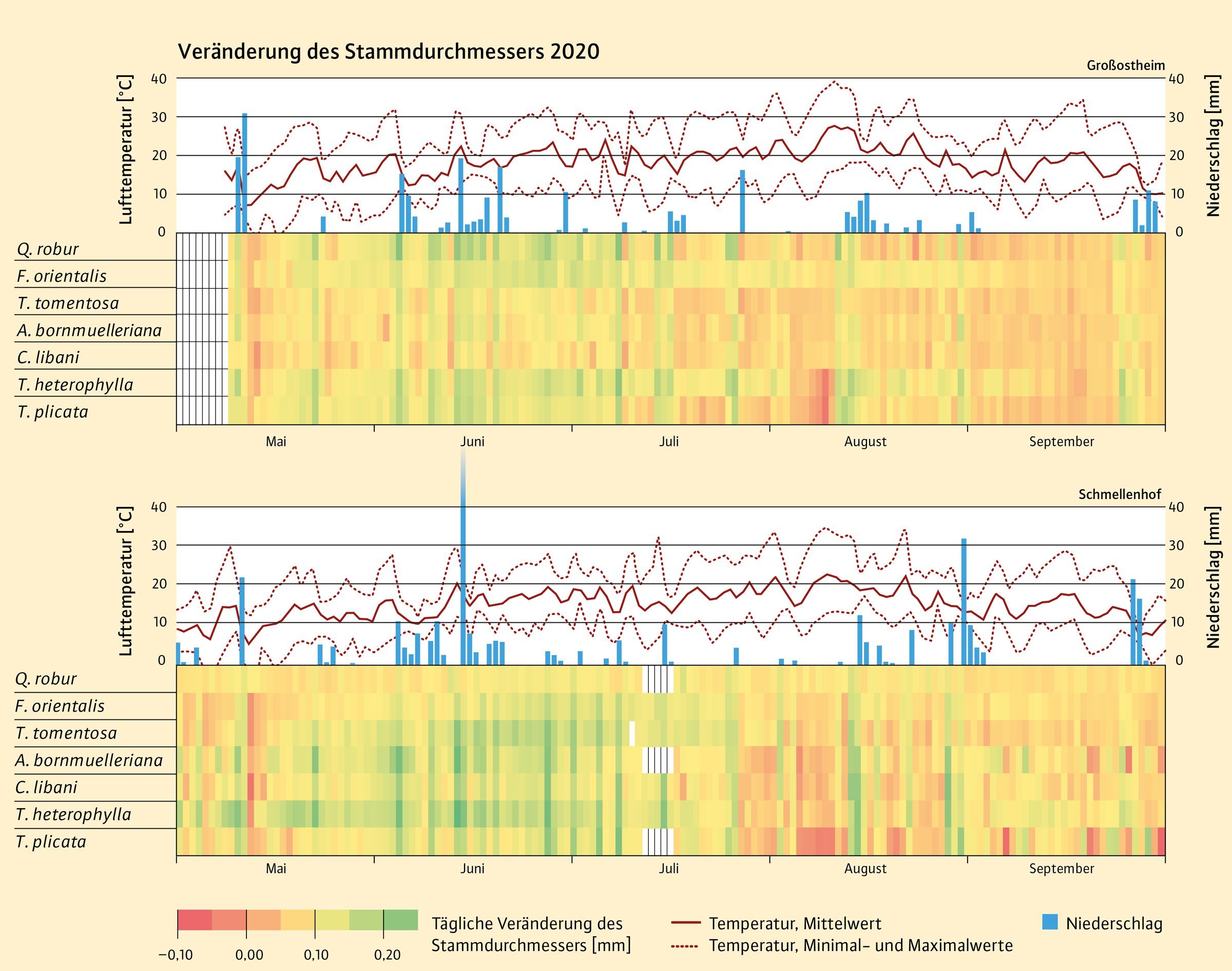 Drought tolerance of alternative tree species