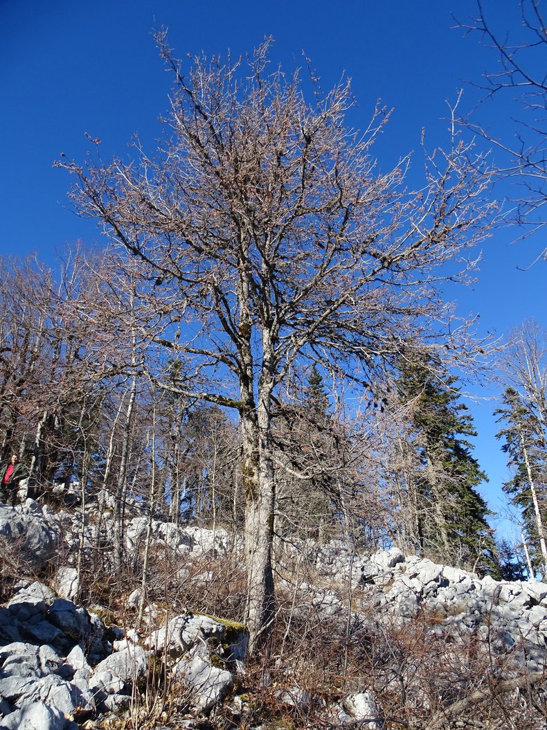 Turkish hazel - evaluation of possible seed crop stands - waldwissen.net