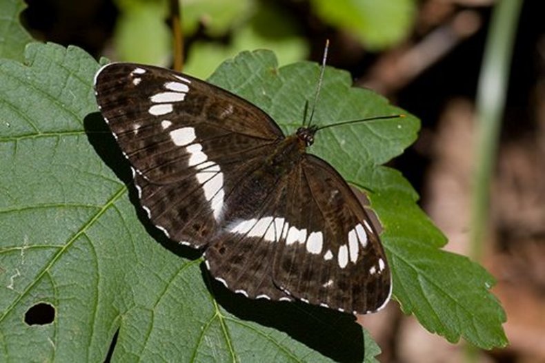 Papillons diurnes forestiers