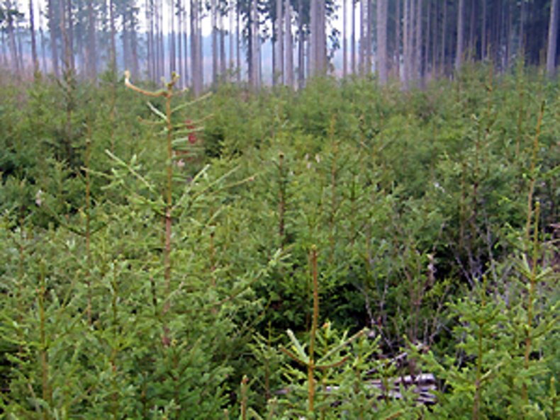 Jungbestandspflege von Fichten-Naturverjüngungen auf Sturmflächen