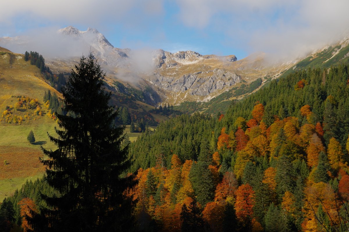 Biodiversity along altitudinal gradients of the Bavarian Alps ...
