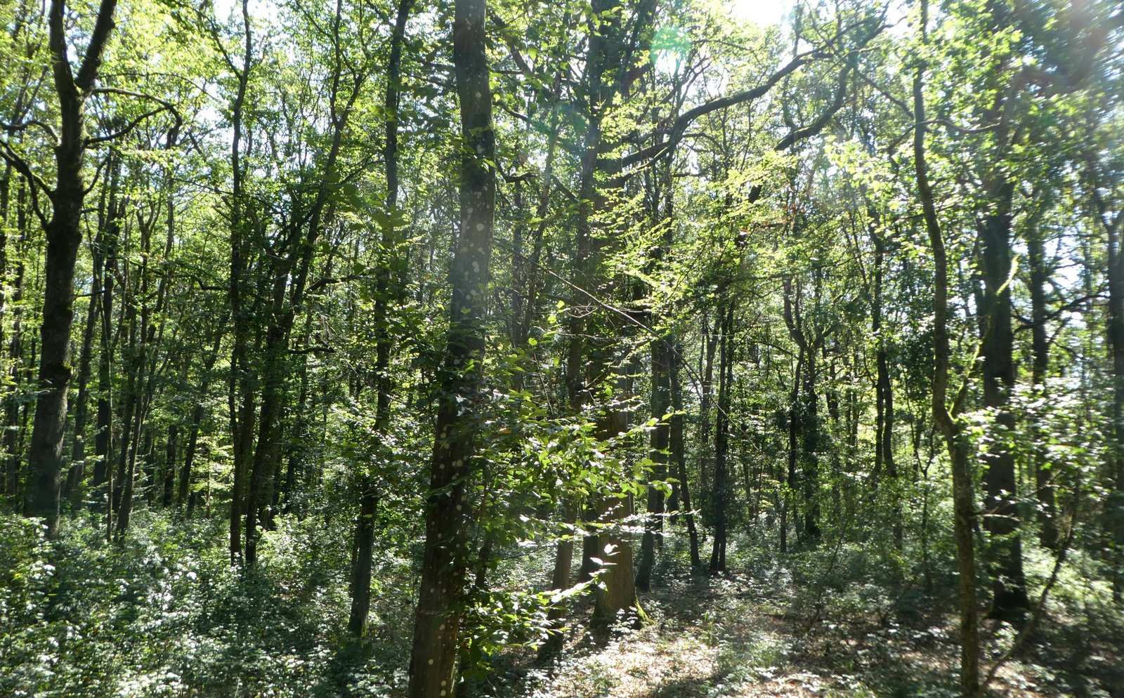 Die Nymphenfledermaus – eine typische Waldfledermaus - waldwissen.net