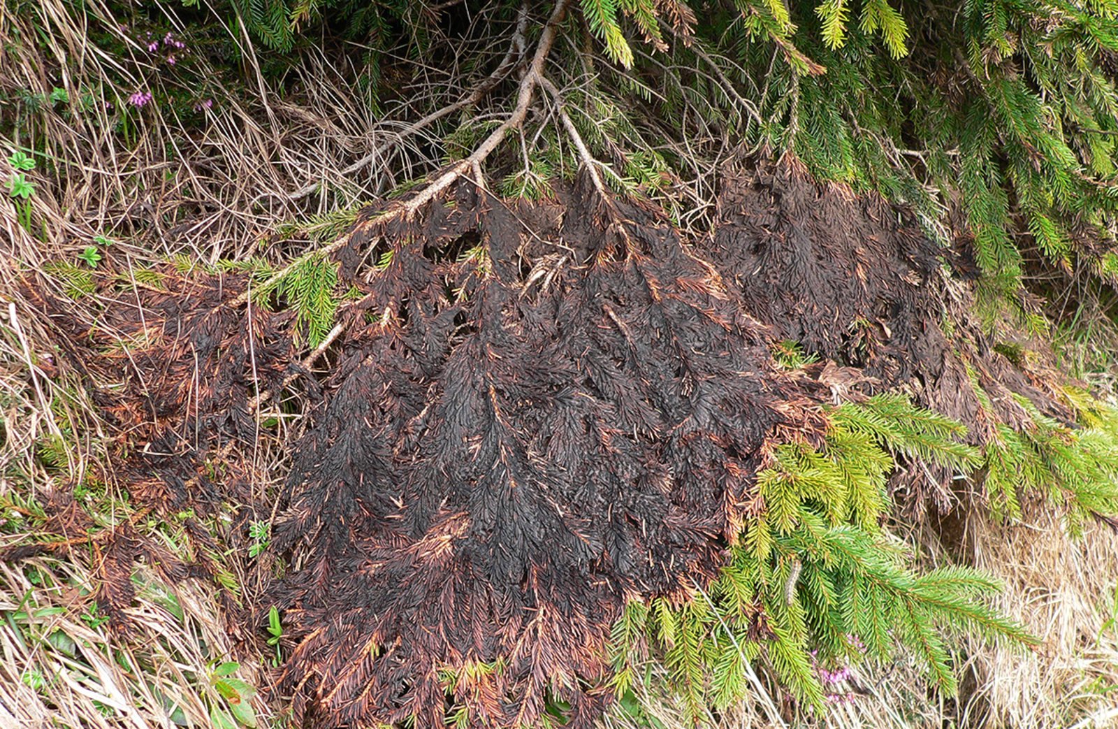 Pilzkrankheiten in Hochlagen – Biologie und Befallsmerkmale
