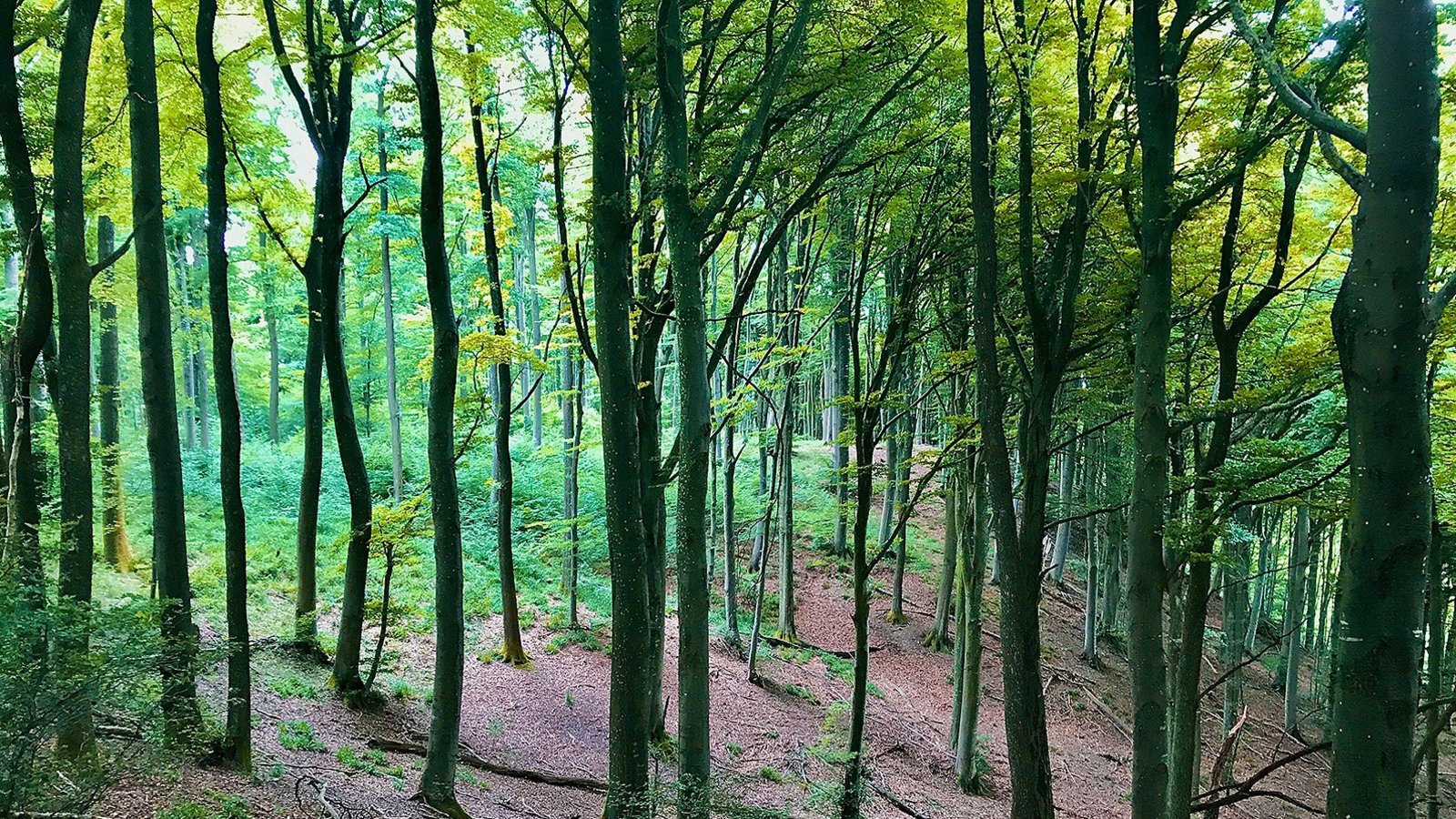 Buche im Klimawandel: Neue Forschungserkenntnisse und ...
