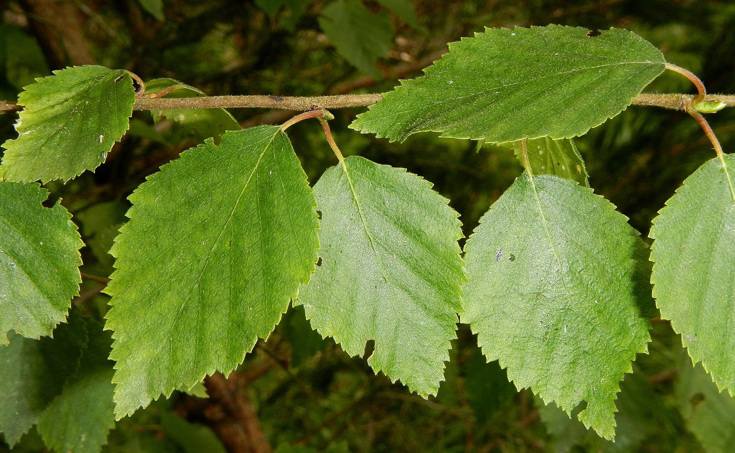 The downy birch
