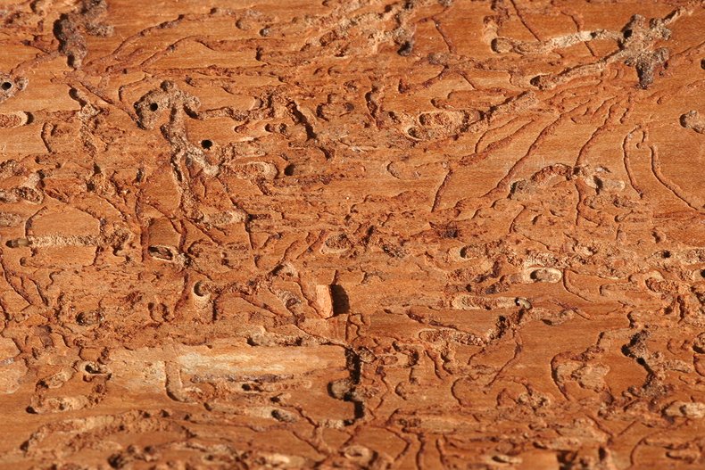 Wichtige Borkenkäferarten und ihre ökologische Bedeutung - waldwissen.net