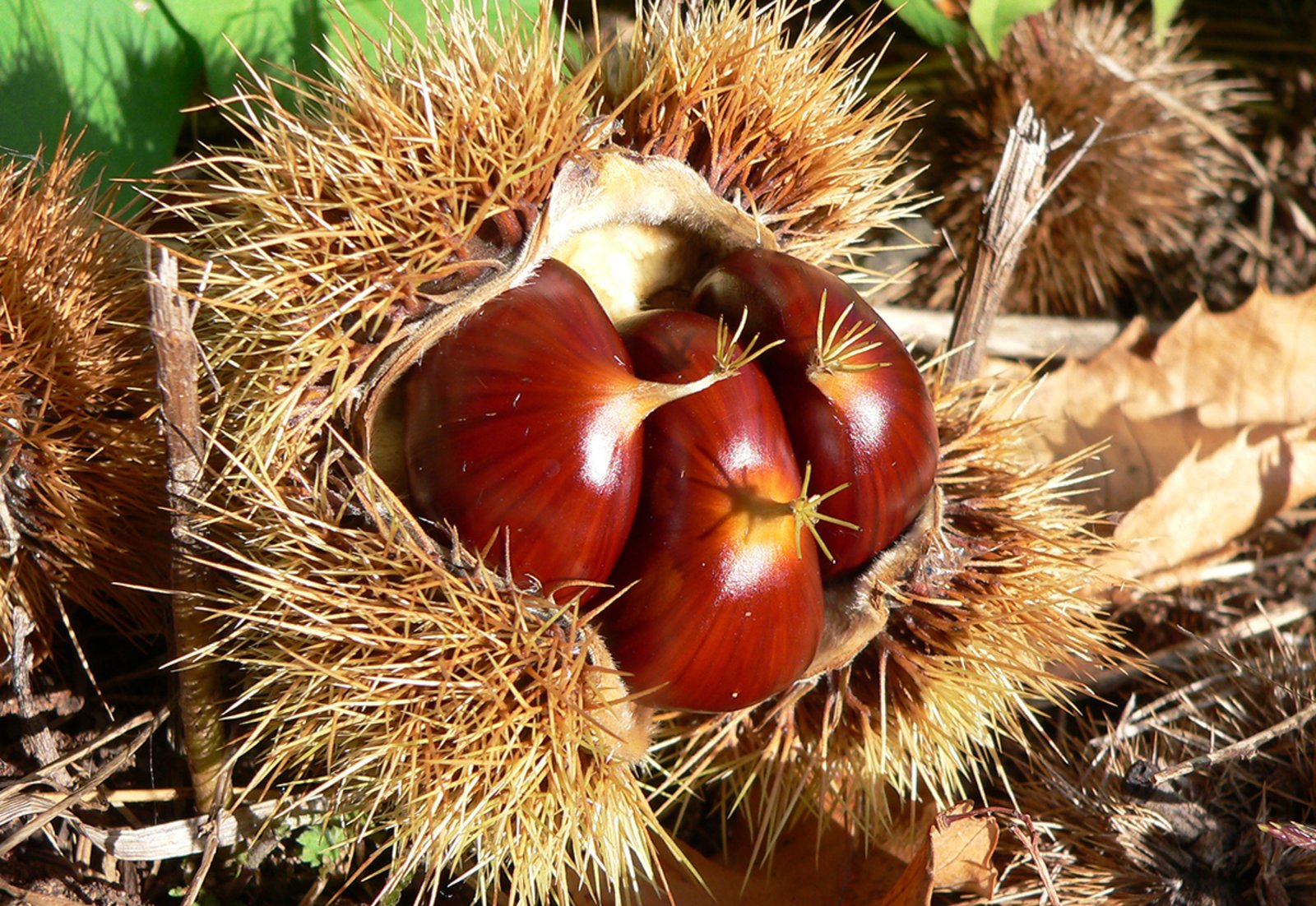Récolte, traitement et conservation des châtaignes