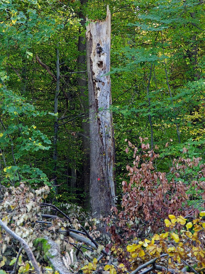 Blasting for nature conservation and occupational safety in the forest