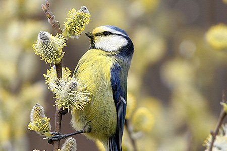 Pionierbaumarten: ökologisch wertvoll - waldwissen.net