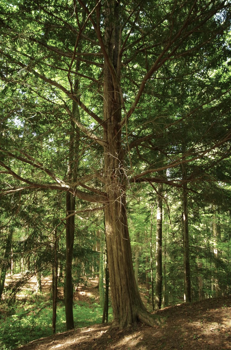 Erhaltung der Eibe in Bayern - waldwissen.net