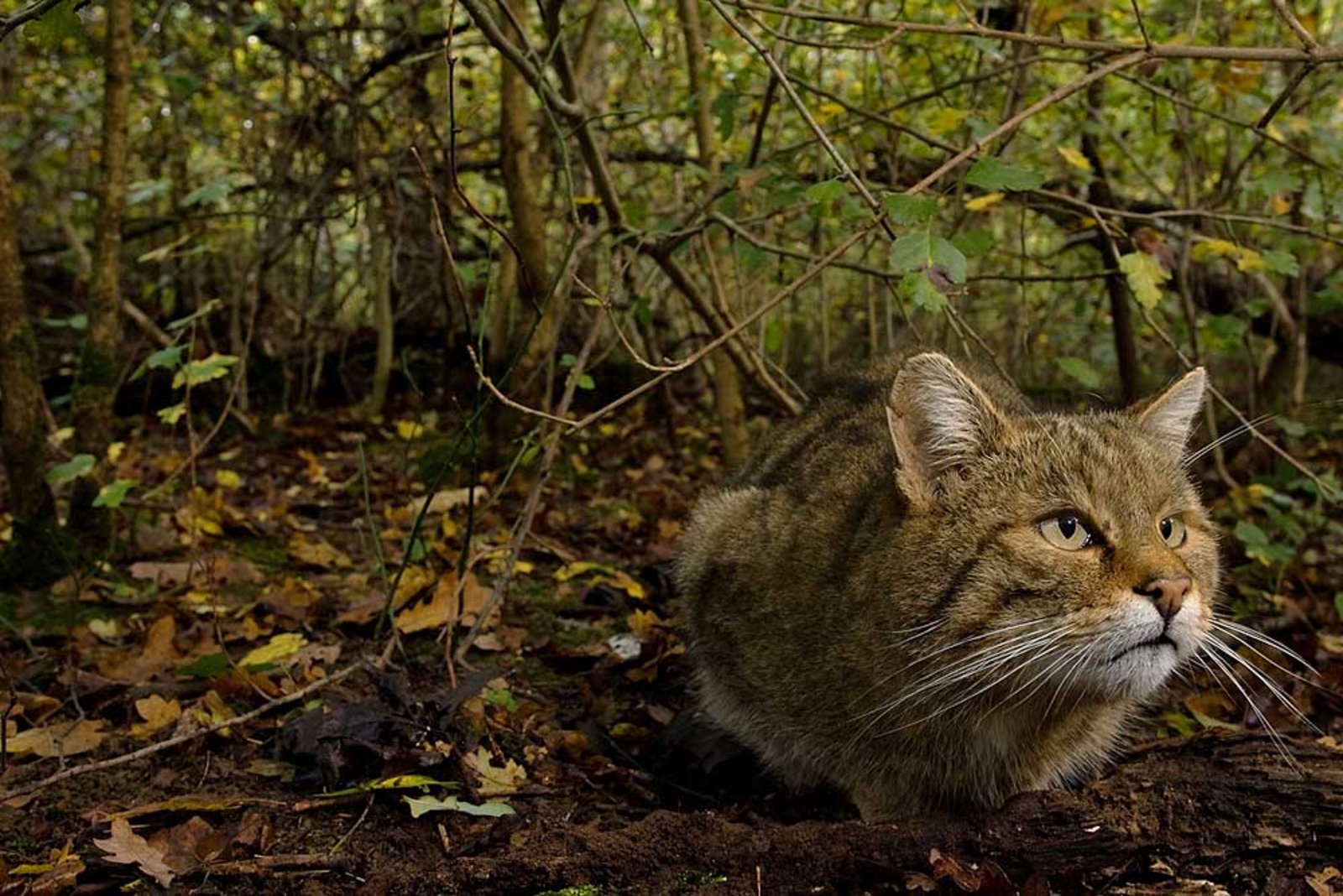 Die Wildkatze in Baden-Württemberg
