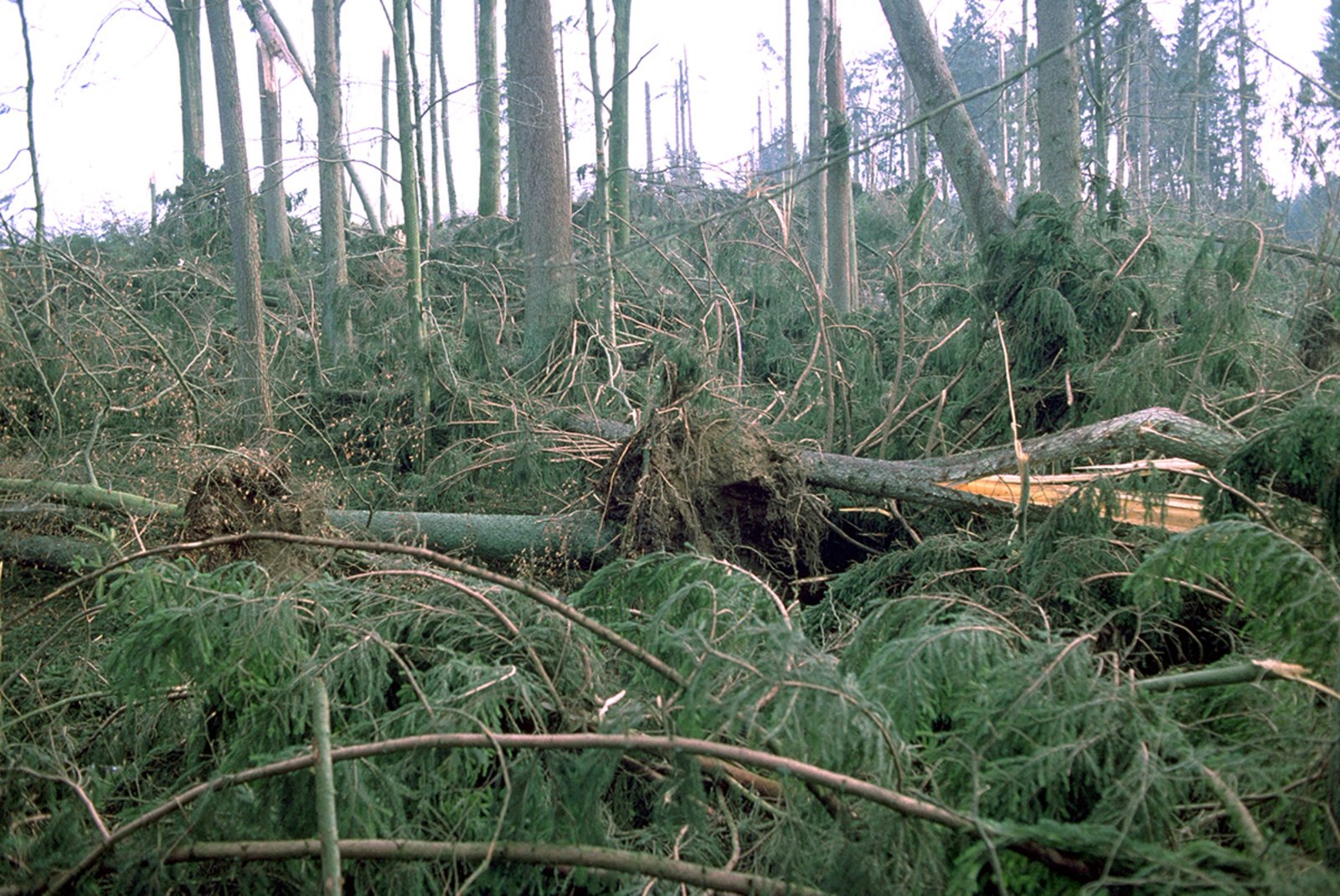 Tempête "Lothar" – Causalités et évolution du risque