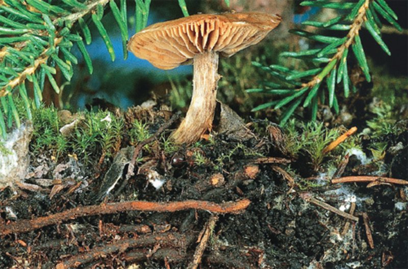 Les mycorhizes – une fascinante biocénose en forêt
