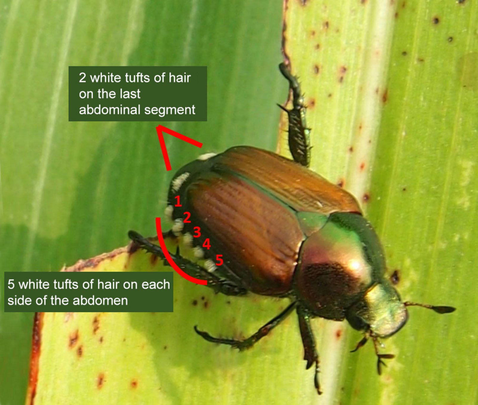 Biology and control of the invasive Japanese beetle - waldwissen.net