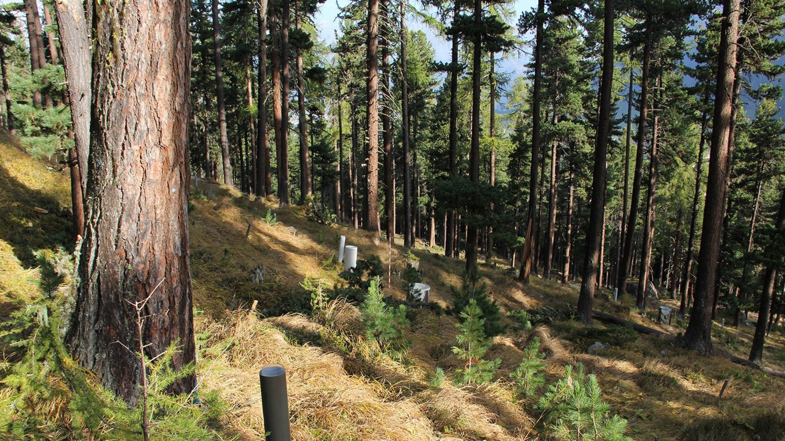European forest monitoring: improvements needed - waldwissen.net