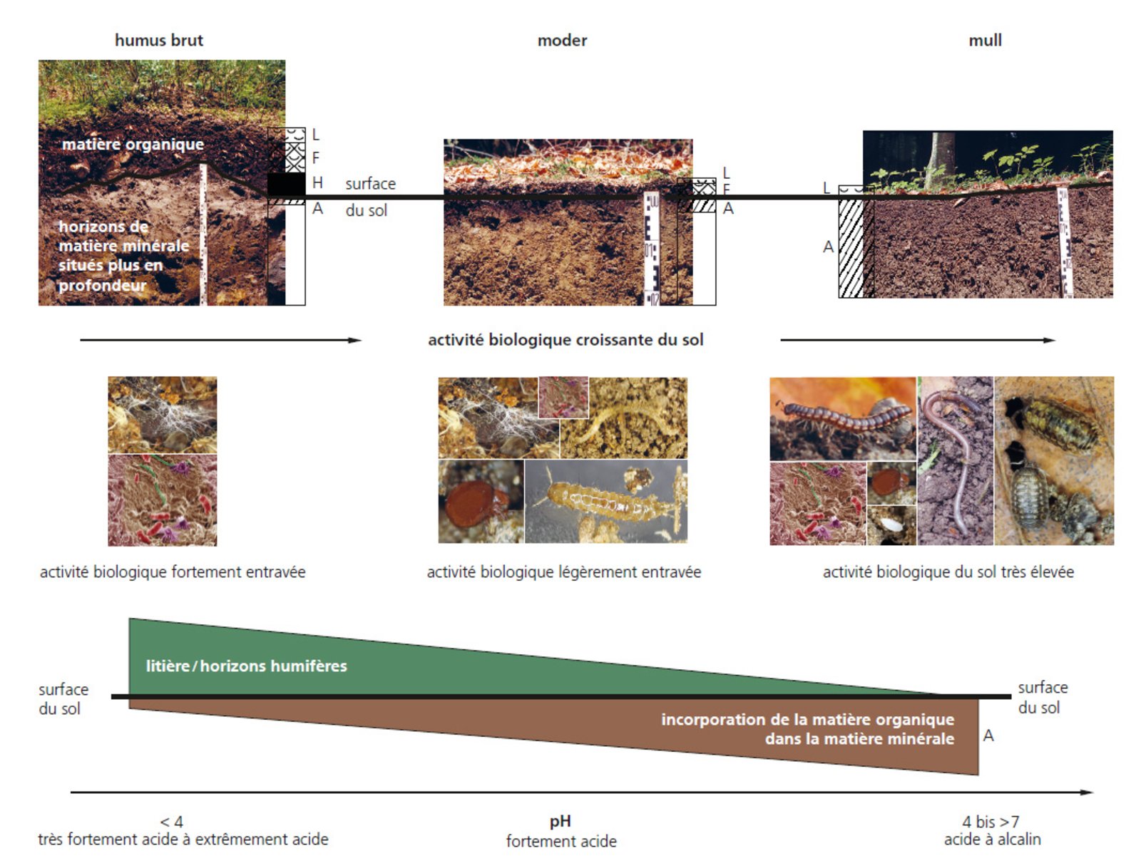 Le sol forestier vit - waldwissen.net