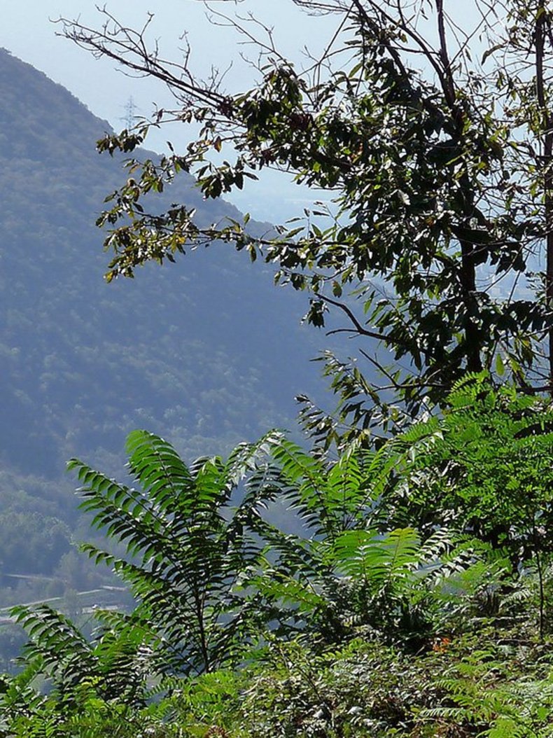 La place de l’ailante en forêt reste à étudier - waldwissen.net
