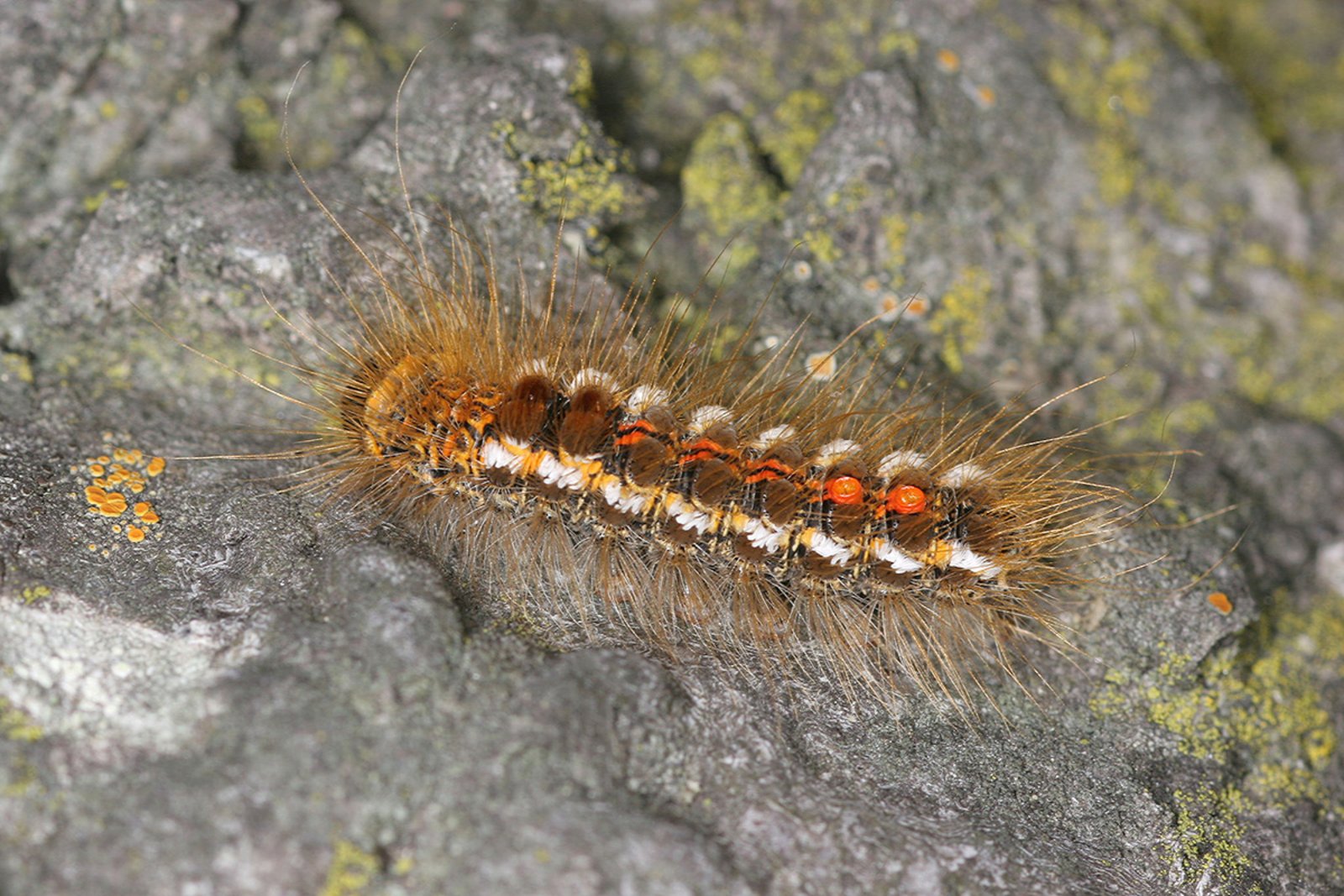 Attenzione ai bruchi con peli urticanti
