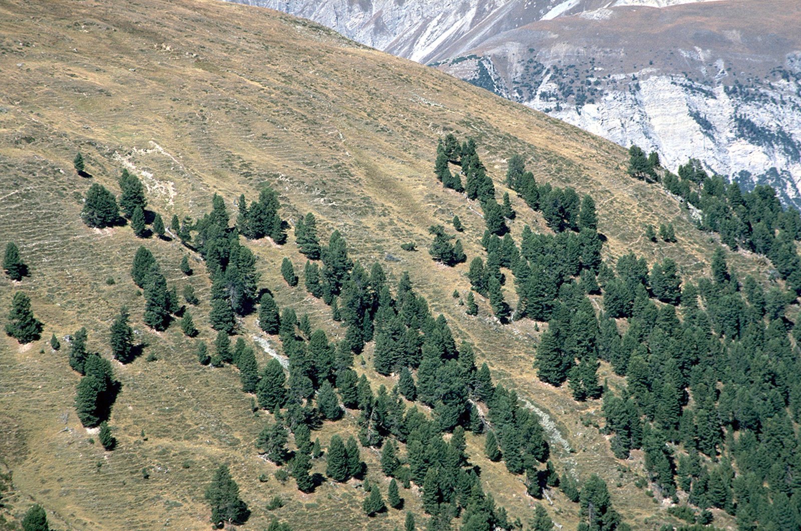 Where trees can no longer grow: the alpine timberline