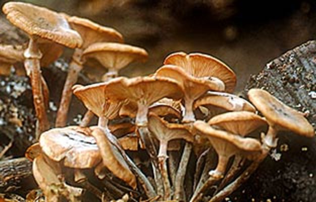 Forest Pests and Diseases of Beech - waldwissen.net