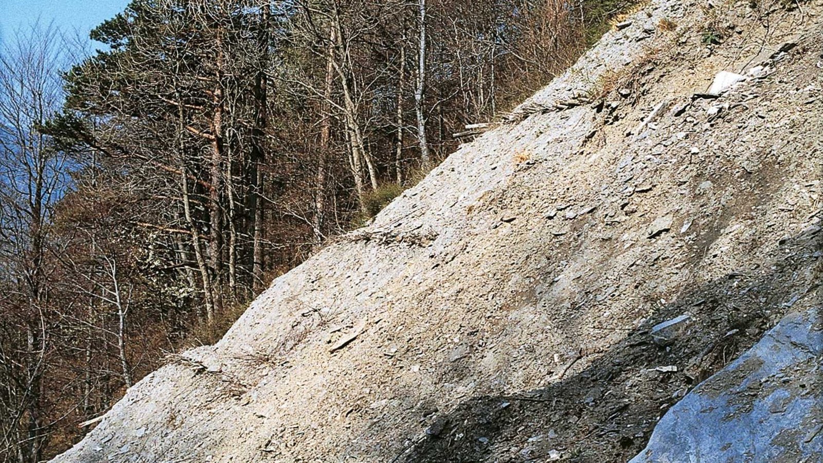 Pflanzen im Einsatz gegen Erosion und oberflächennahe Rutschungen ...