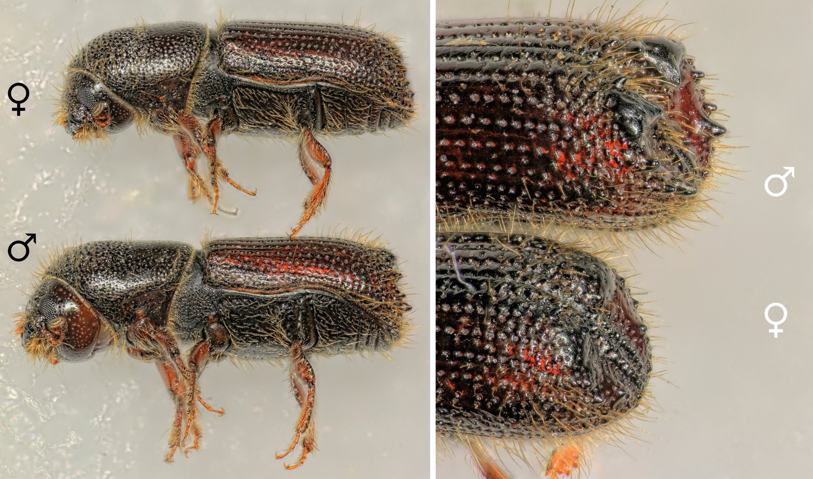 Der Langhalsborkenkäfer in Sachsen – vom Aussterben bedroht oder ein ...