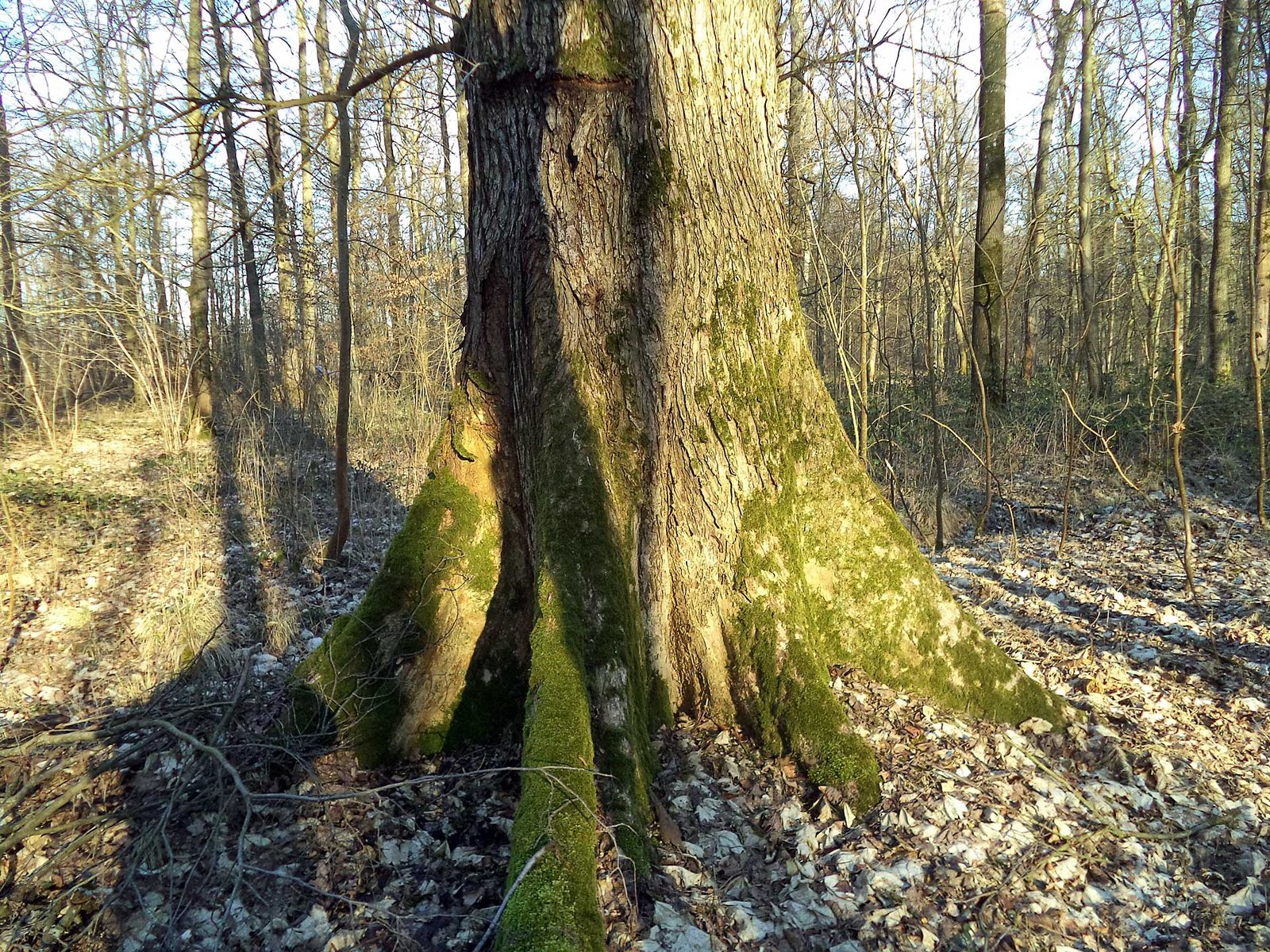 The European White Elm defies Dutch Elm Disease