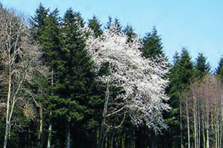 Merisier: des faiblesses qui sont aussi des atouts?