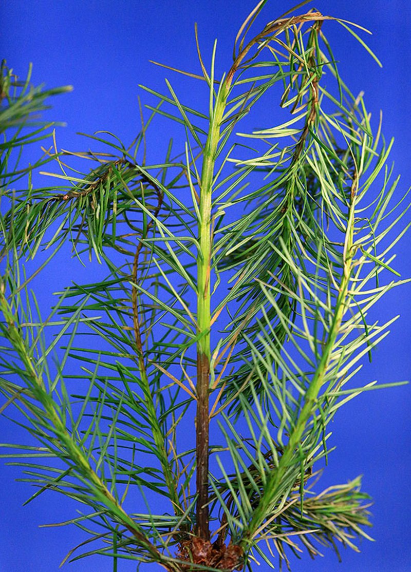 Diplodia shoot dieback of conifers - waldwissen.net