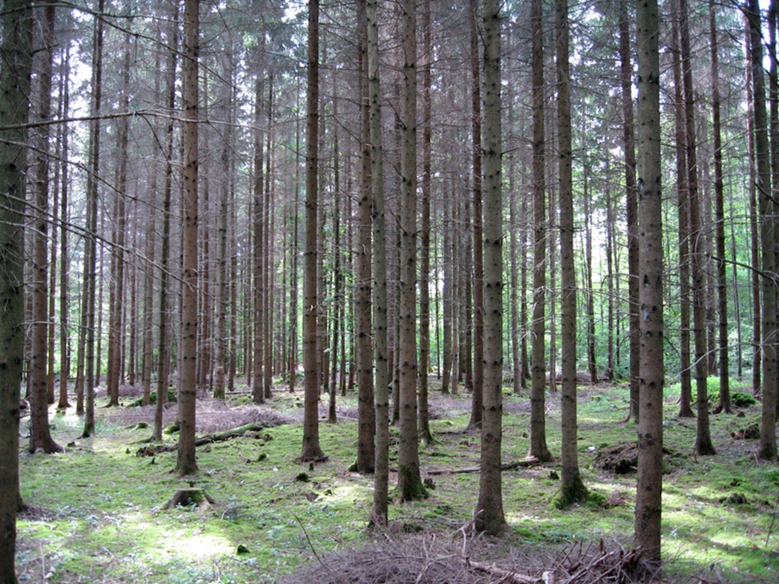 Die Fichte *(Picea abies)* - waldwissen.net