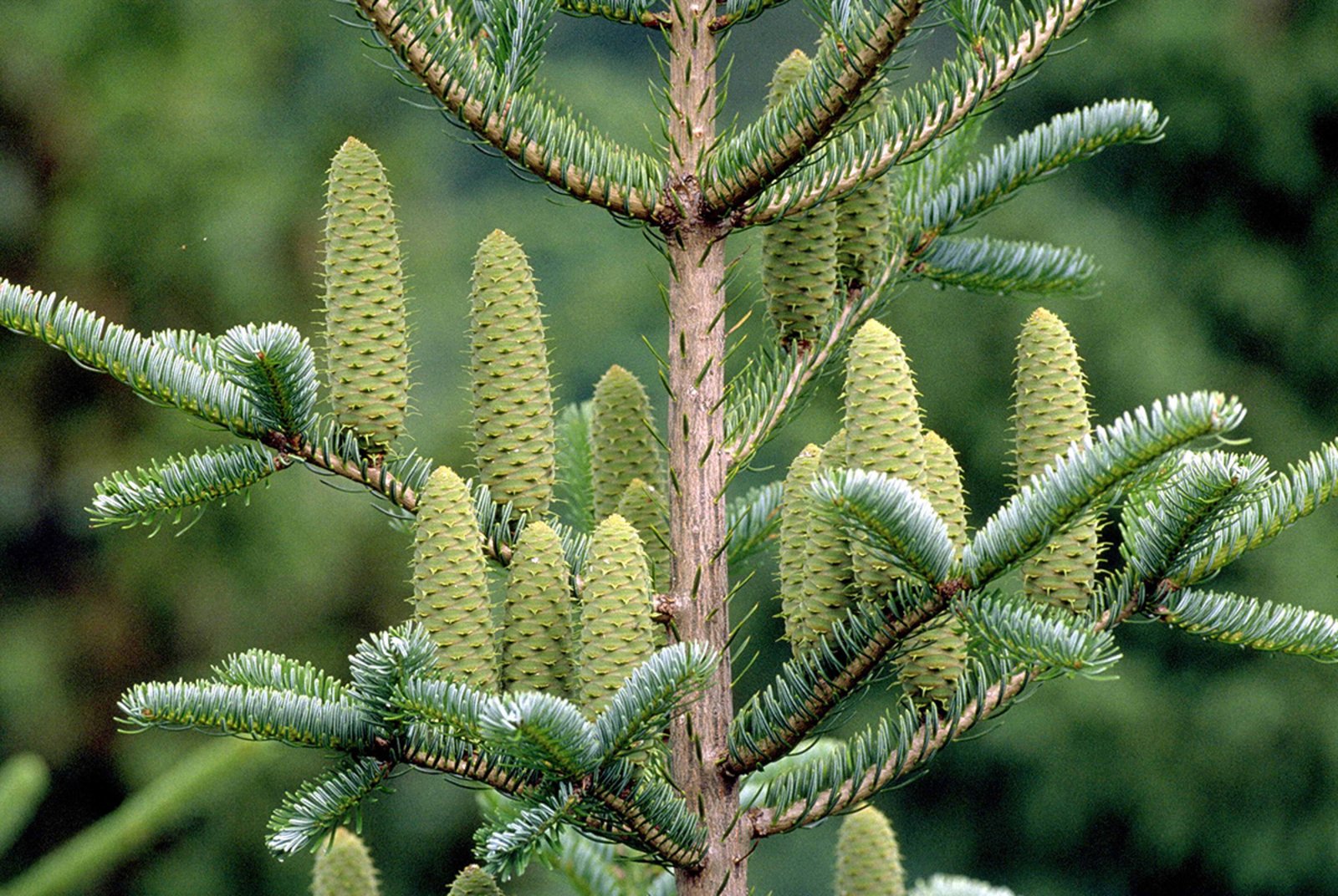 Die genetische Vielfalt der Weisstanne in der Schweiz - waldwissen.net