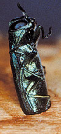 Forest Pests and Diseases of Beech