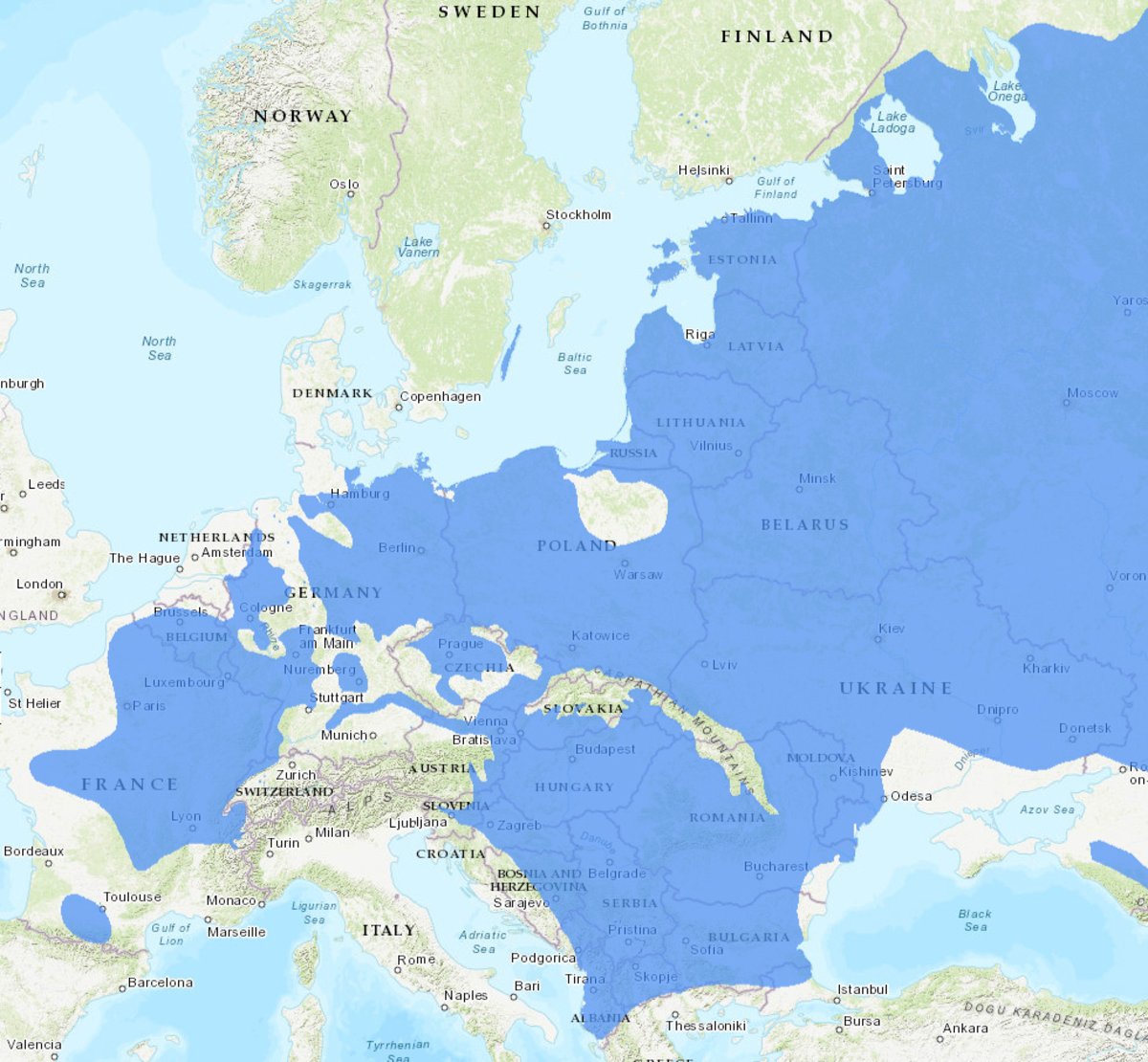 Die Flatterulme (Ulmus laevis)