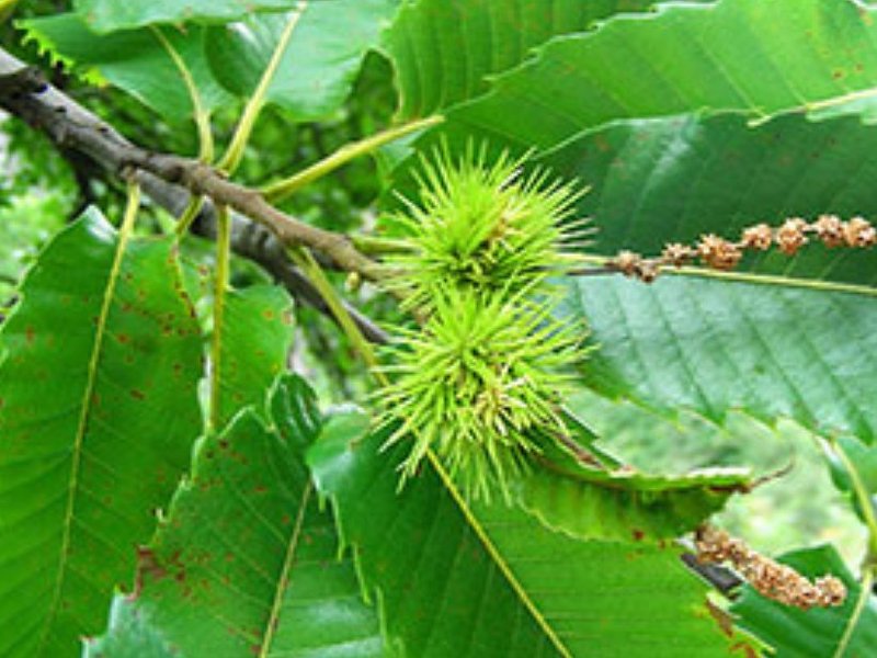 Die Edelkastanie in der Schweiz - waldwissen.net