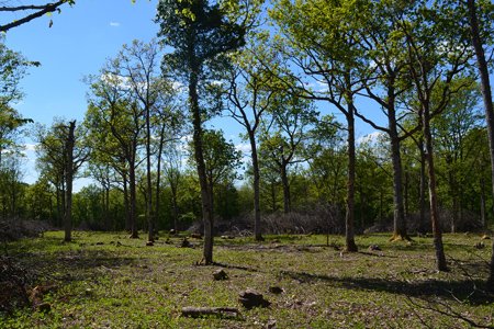 Vom artenreichen Mittelwald zum "sekundären Urwald" - waldwissen.net