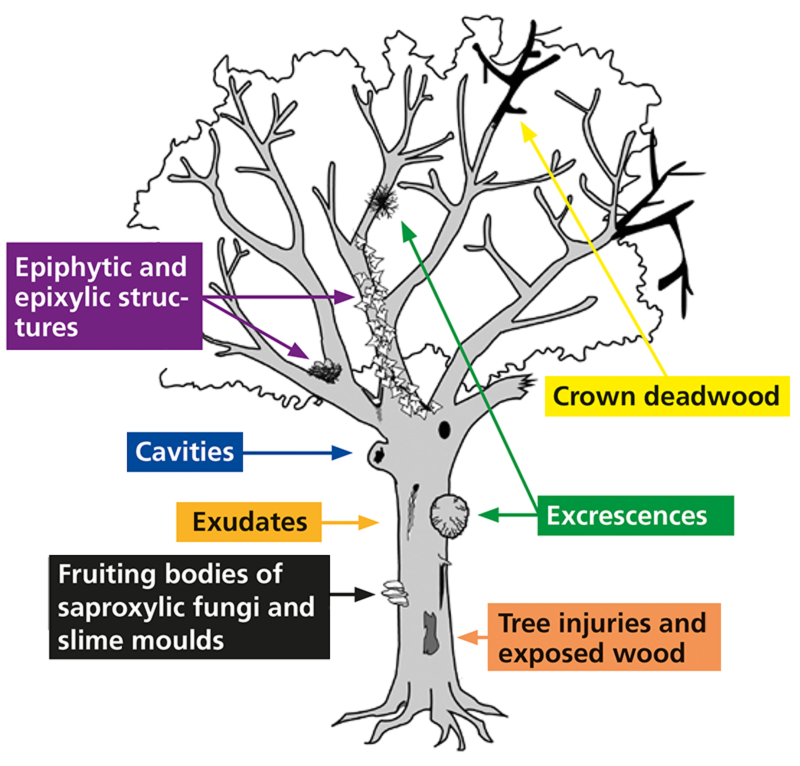 Field guide to tree-related microhabitats - waldwissen.net