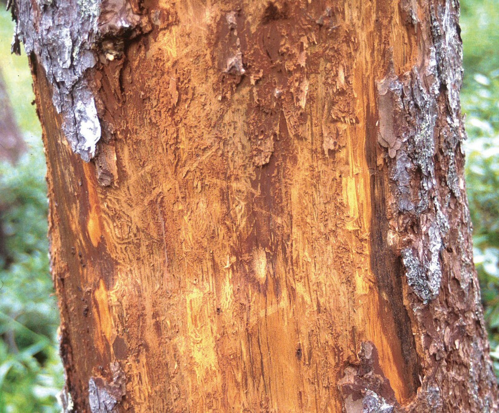 Bark beetles, beware: The three-toed woodpecker! - waldwissen.net